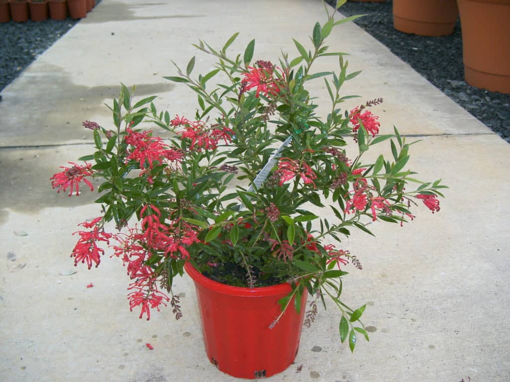 Grevillea ‘LadyO’ – Bywong Nursery